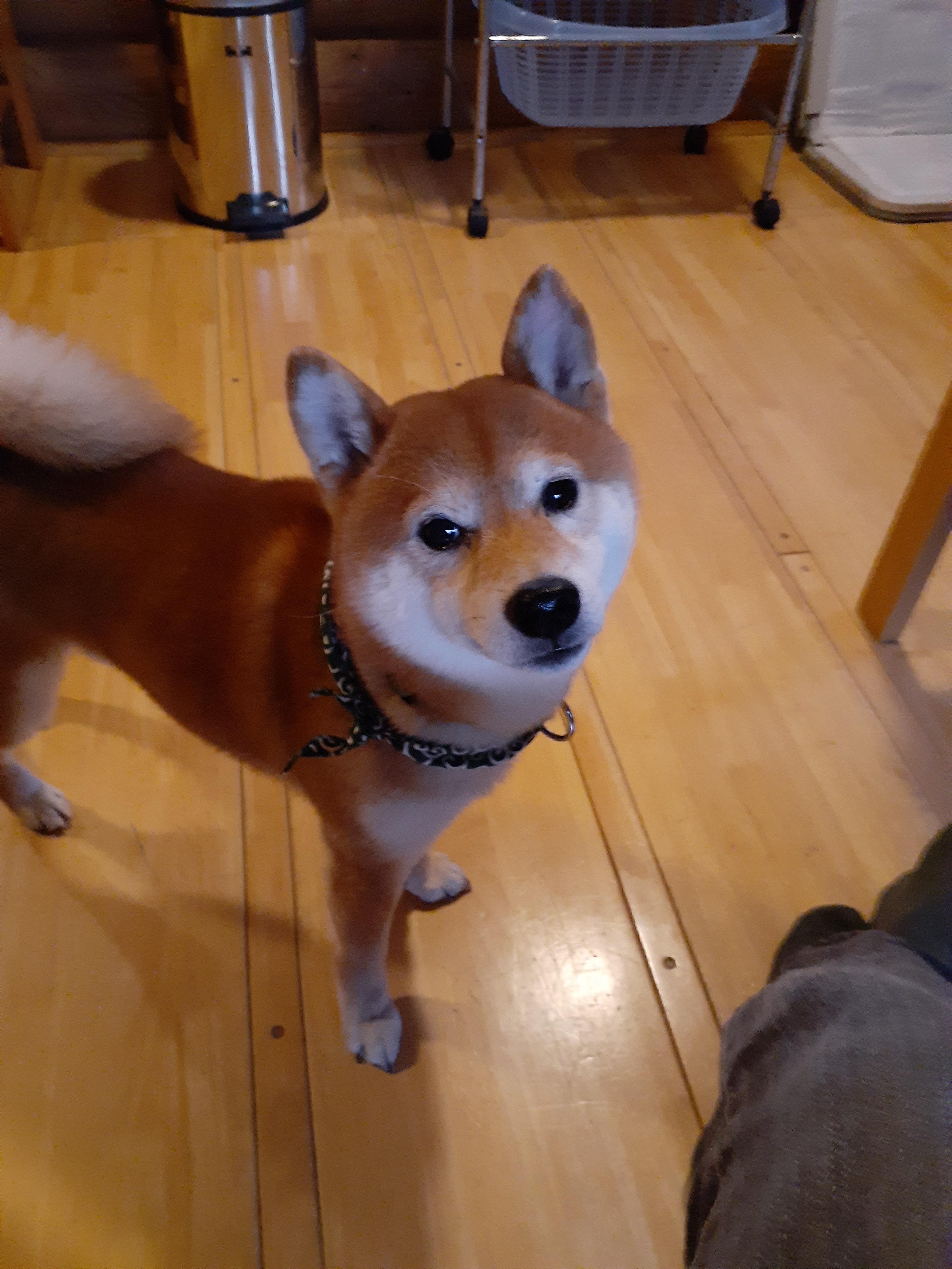 ★春ですねミックス 5試合以上：9時～四日市テニスセンター（全天候ドーム） 三重県 テニス オフネット 2930666