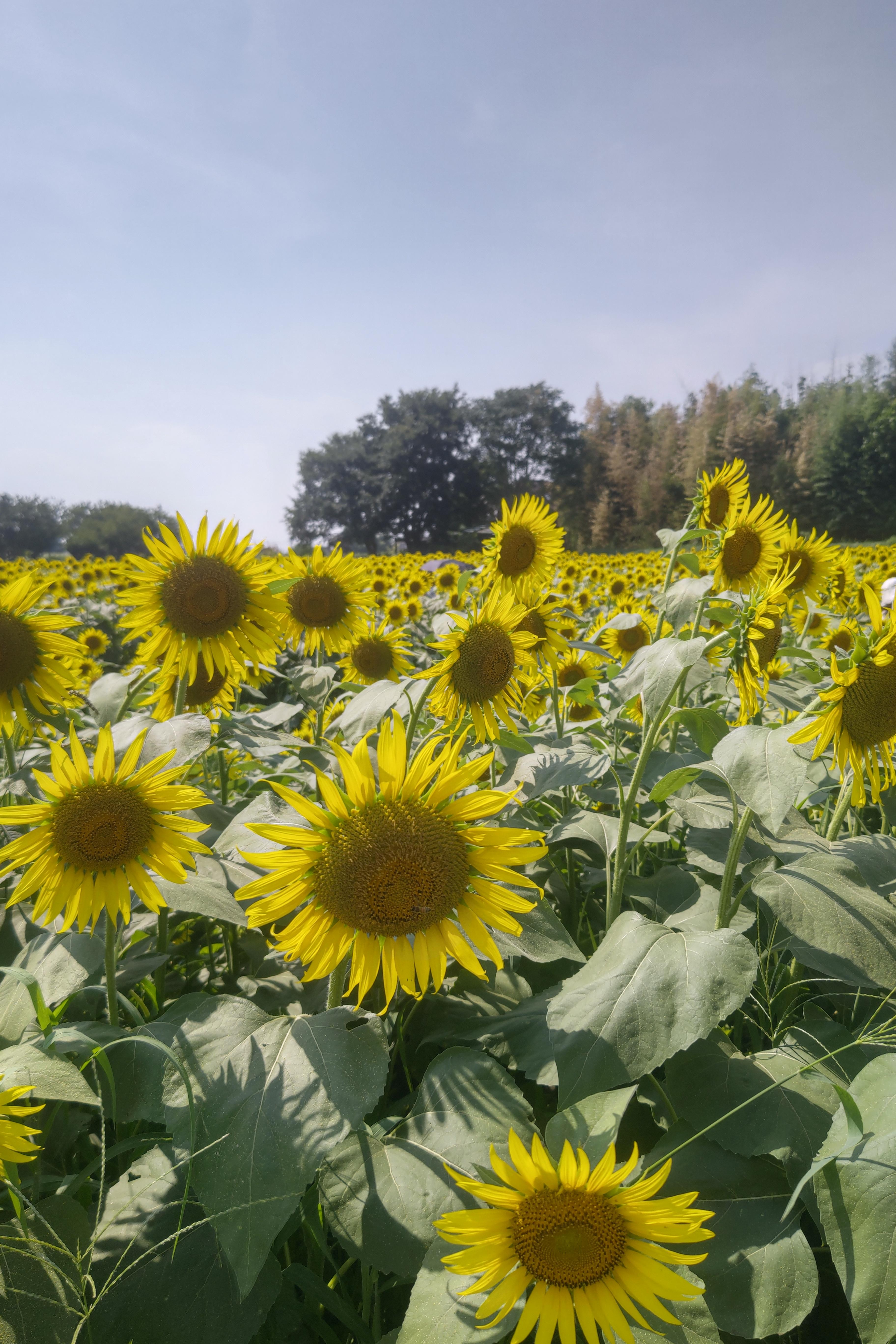 全力で楽しむ mkmkさんのプロフィール